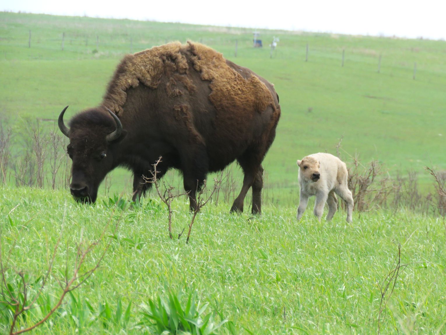White bison calf born at Neal Smith National Wildlife Refuge dies