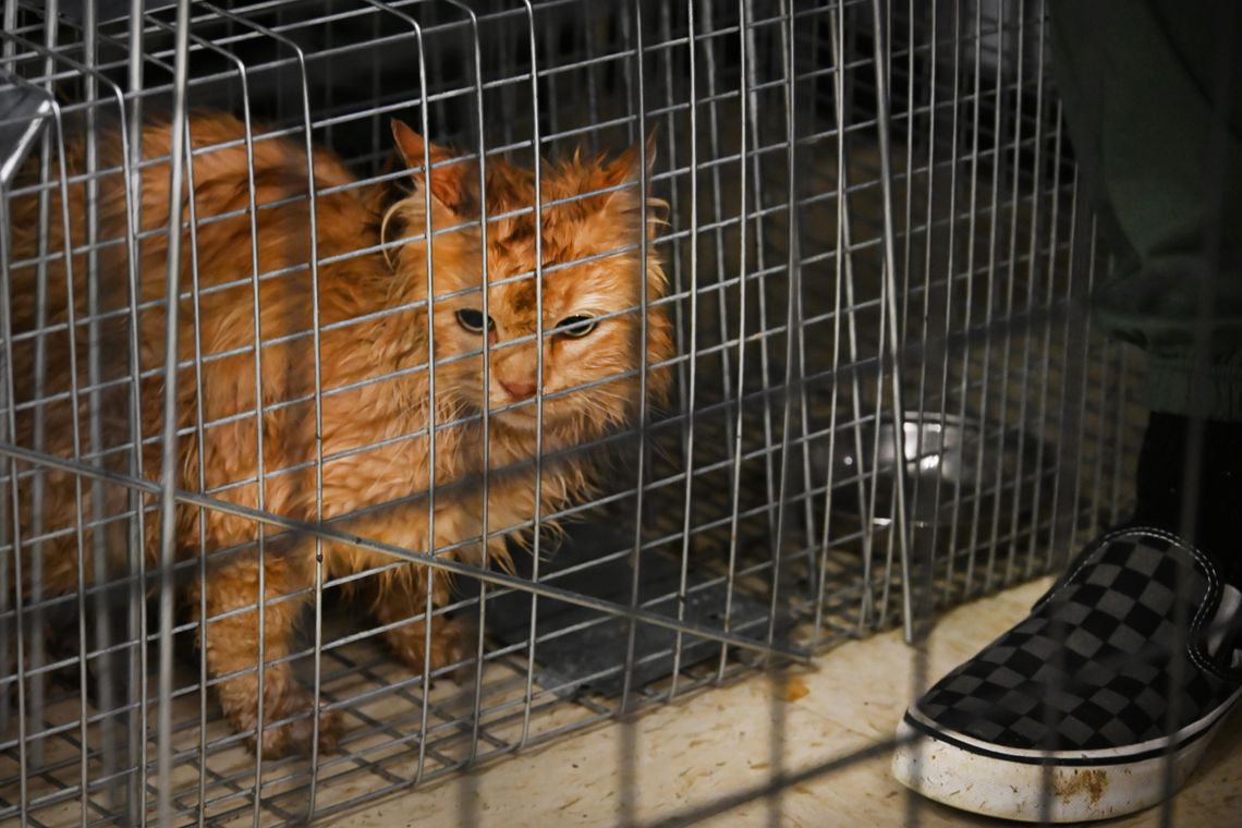 Trap-neuter-return program and limitations on cat owners adopted by council